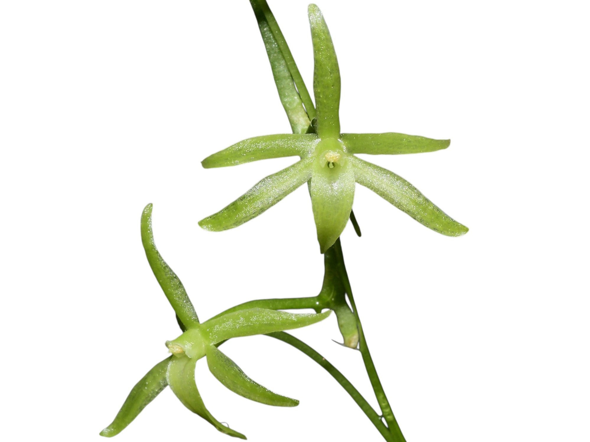 Orchids — Ecuagenera Europe GmbH