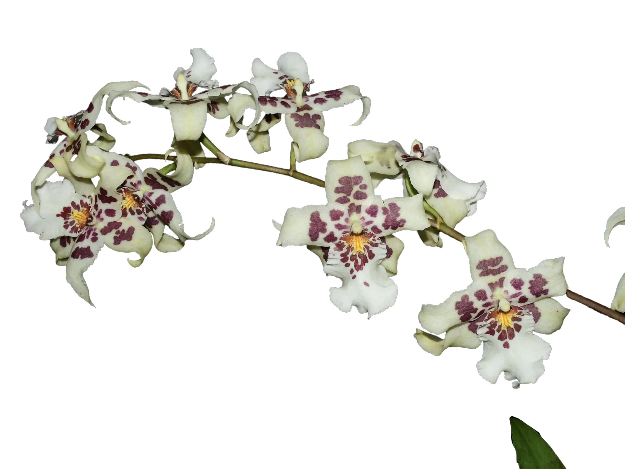 Aliceara Tahoma Glacier — Ecuagenera Europe GmbH