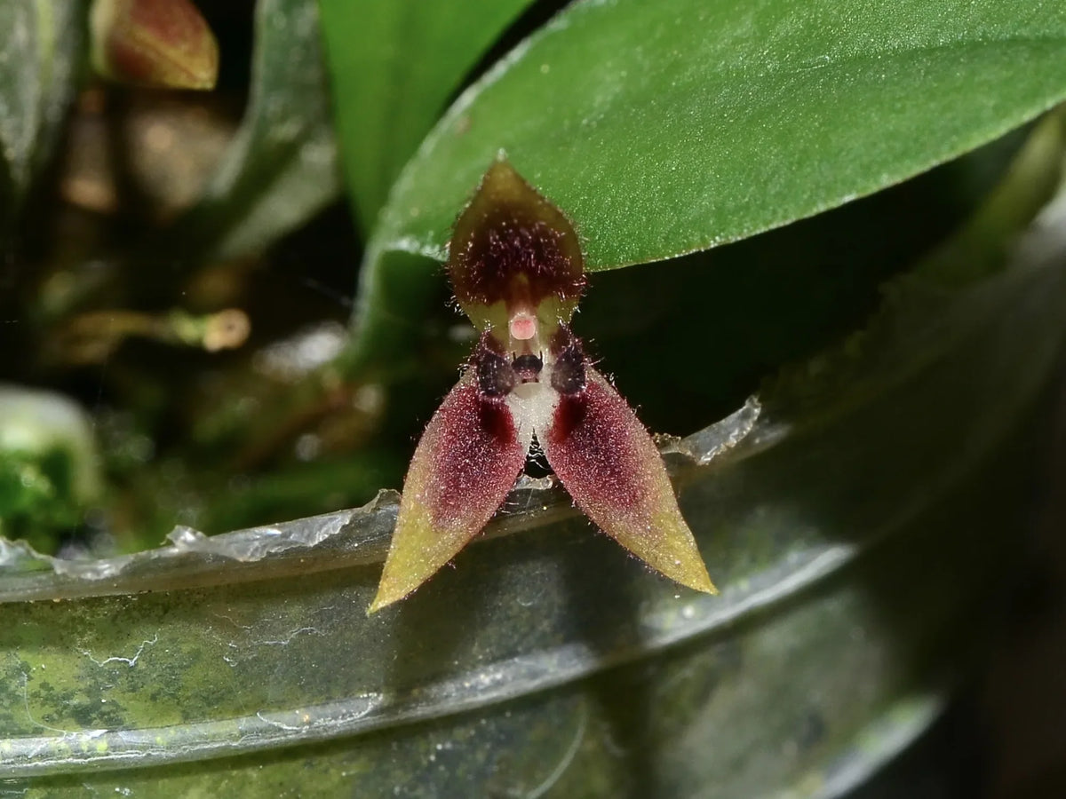 Anathallis rabei — Ecuagenera Europe GmbH