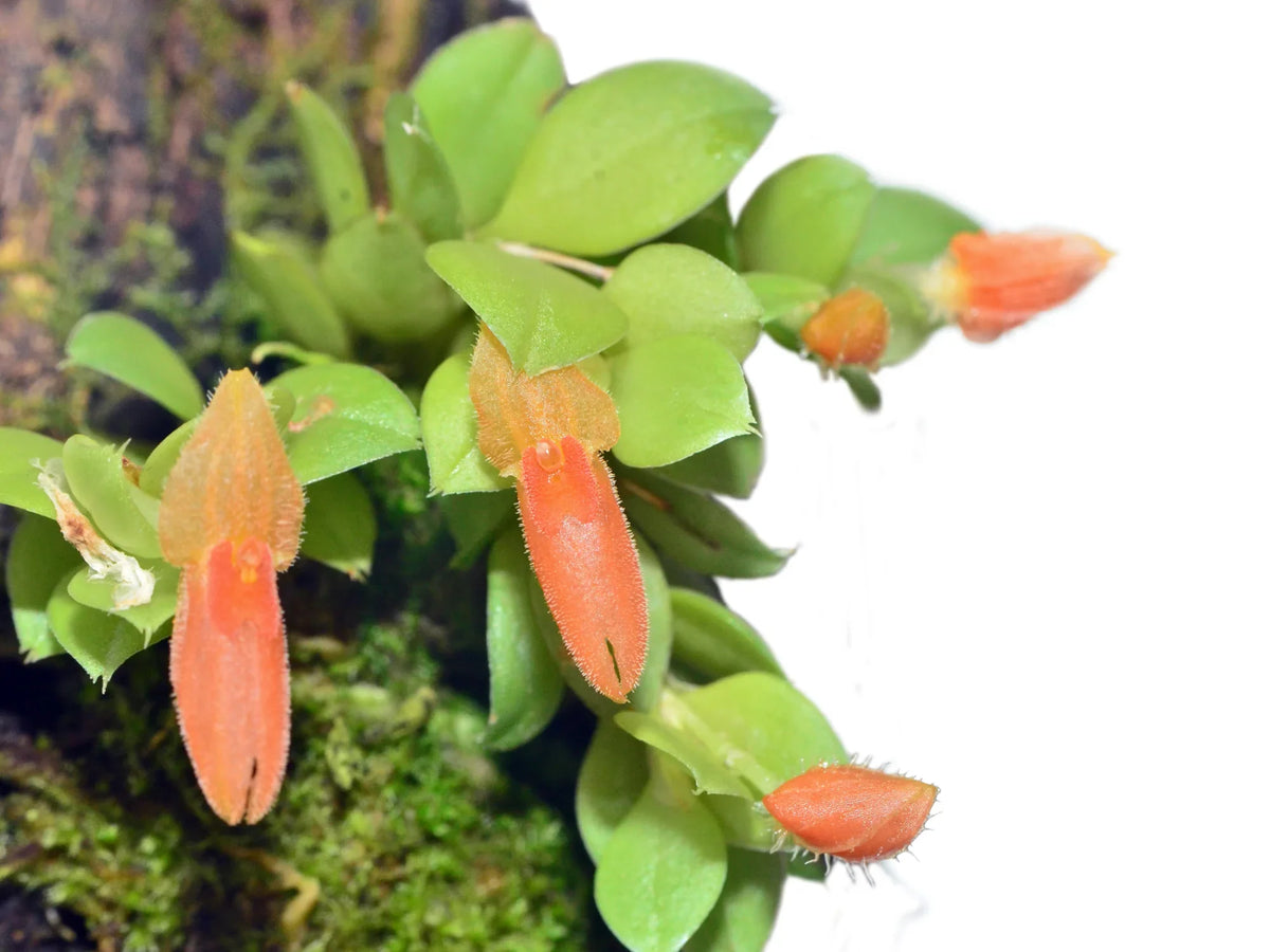 Andinia lappacea — Ecuagenera Europe GmbH