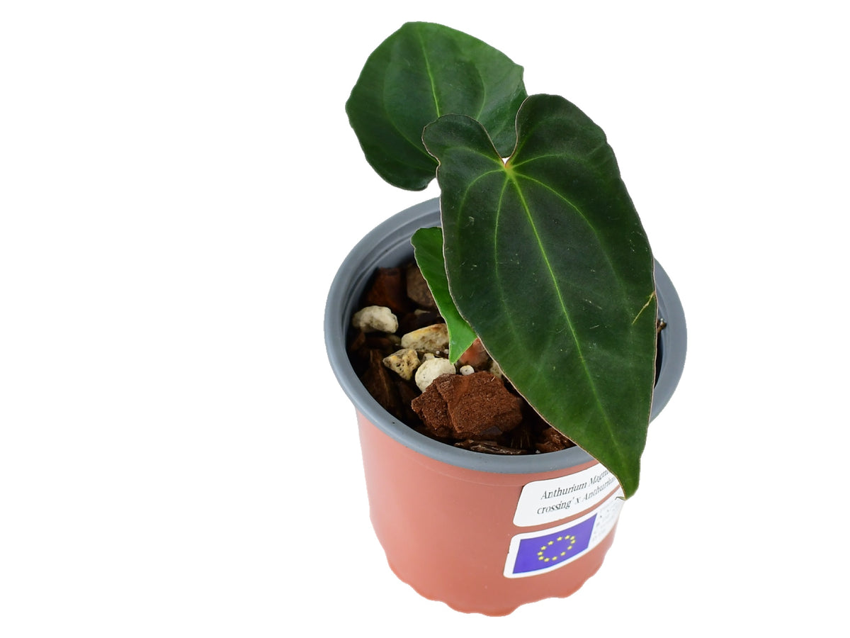 Anth. Magnificent Girl "Inverse" x Anthurium papillilaminum s ...