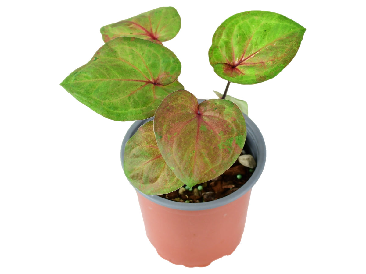 Caladium bicolor 'Peach Red Wine' S (11cm Topf) — Ecuagenera Europe GmbH