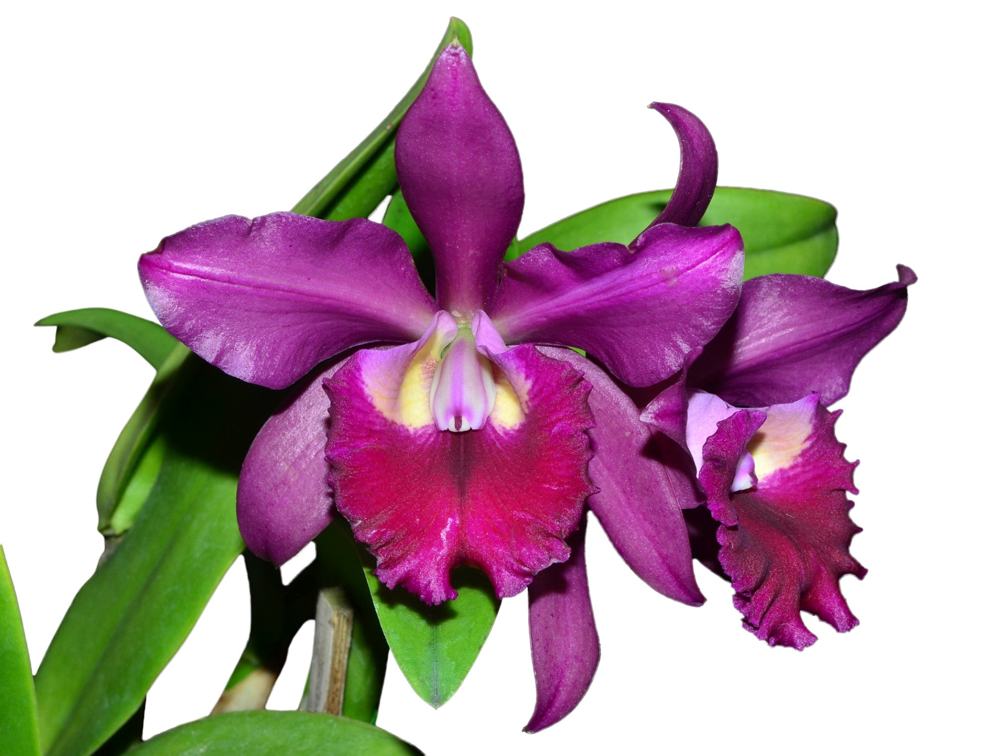 Cattleya Miss World Ecuador — Ecuagenera Europe GmbH