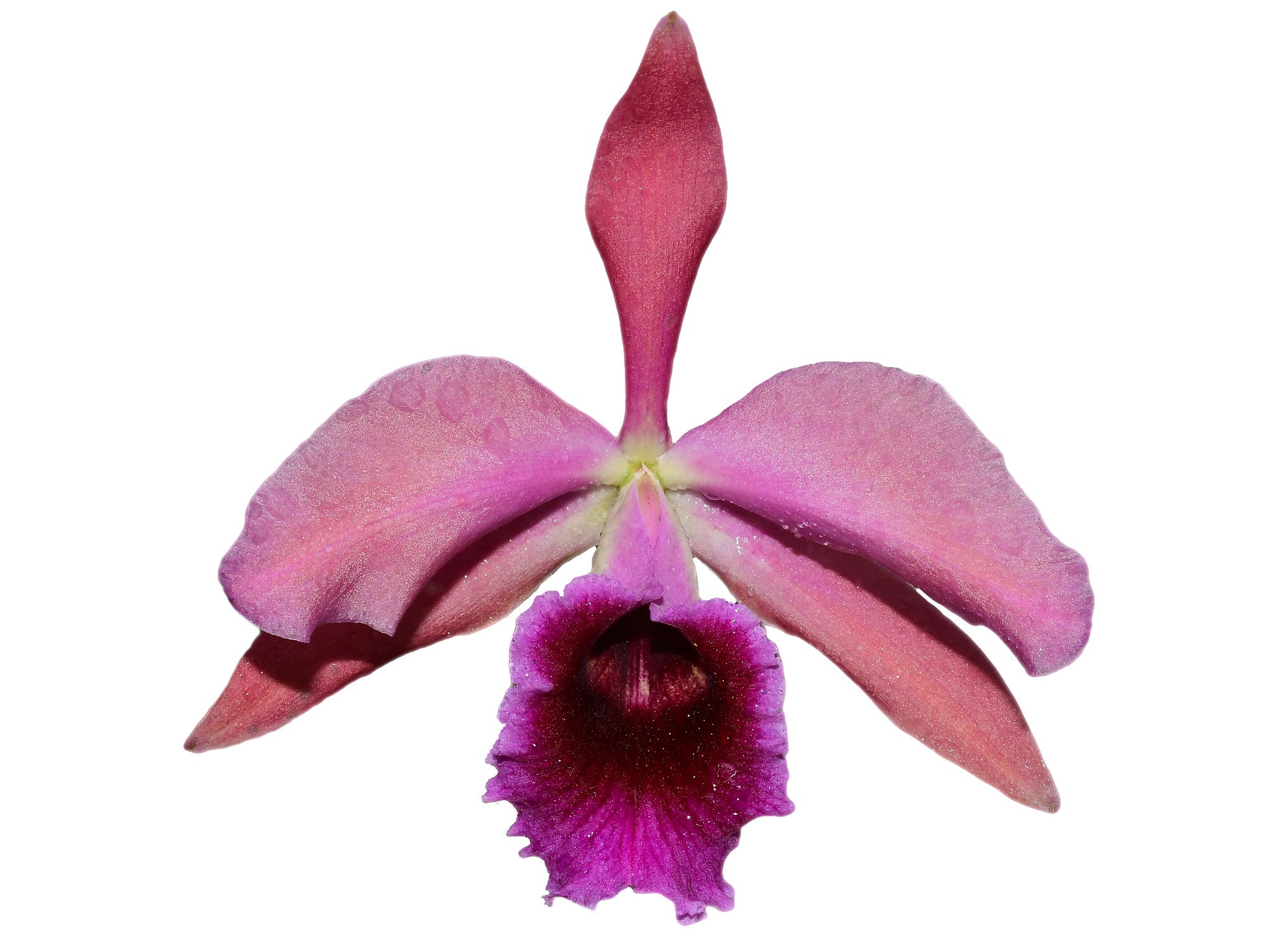 Cattleya Pauline Portilla — Ecuagenera Europe GmbH