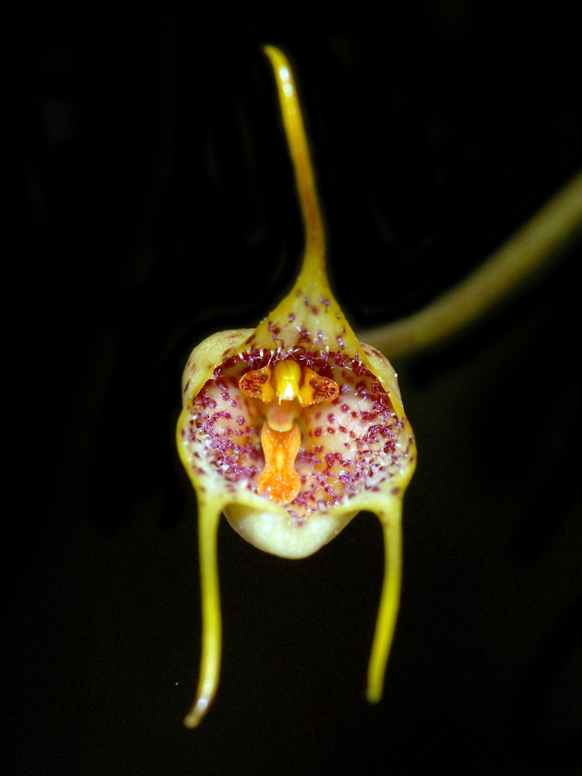 Dracula mopsus 'Ecuagenera' — Ecuagenera Europe GmbH