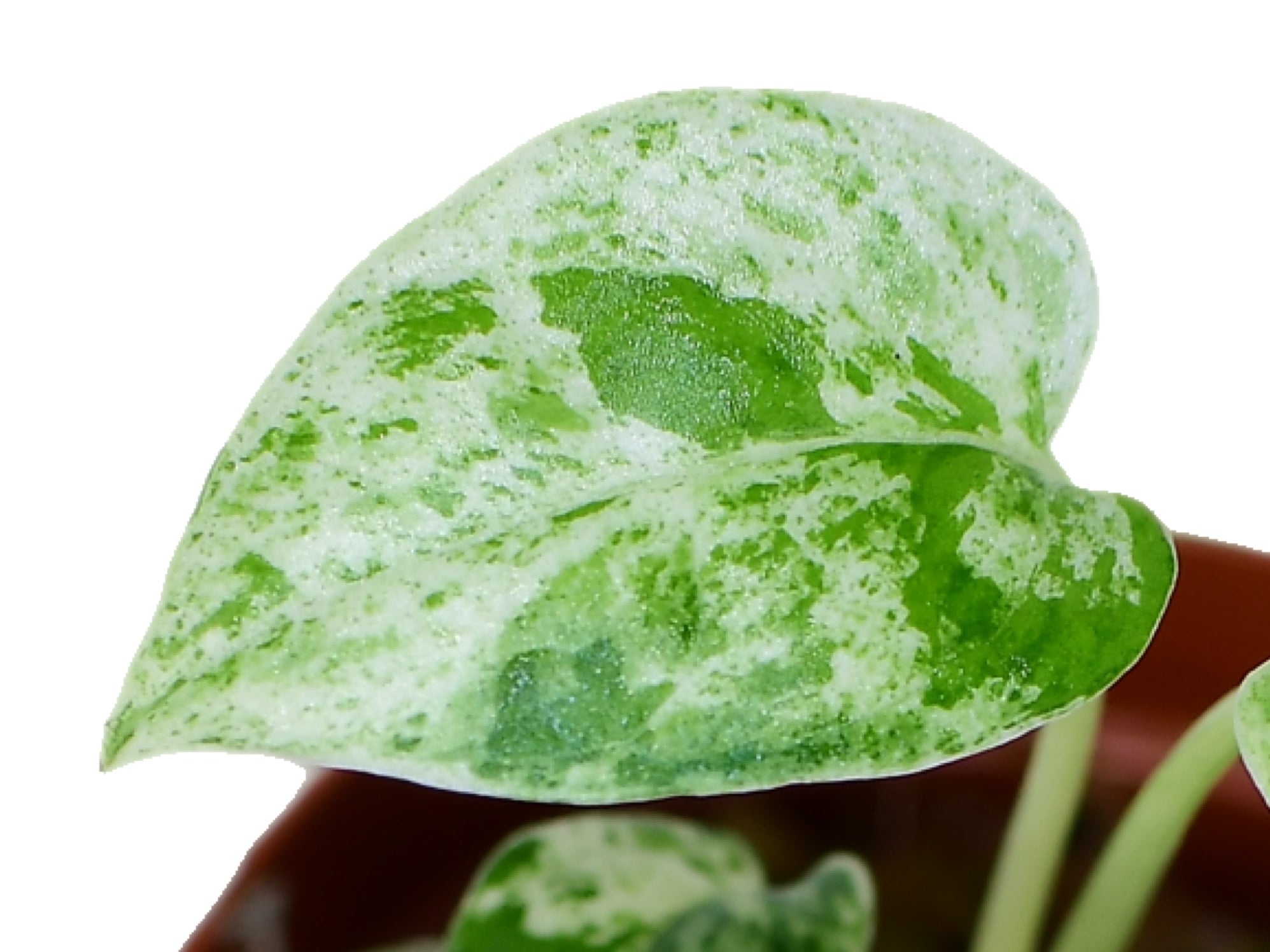 Epipremnum pinnatum 'Marble' variegata — Ecuagenera Europe GmbH