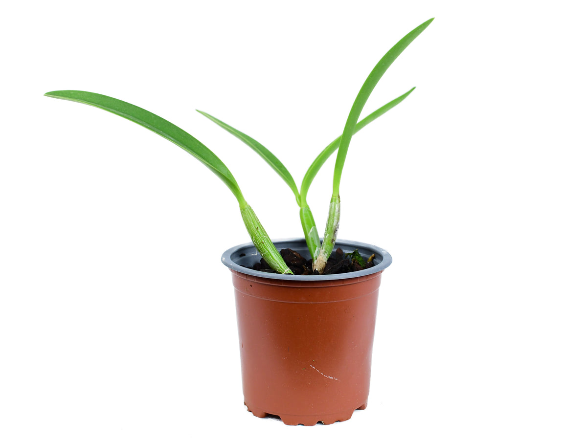 Laeliocattleya n.r. (Lc. Aloha Case 'Coerulea' x C. schroederae var. c ...