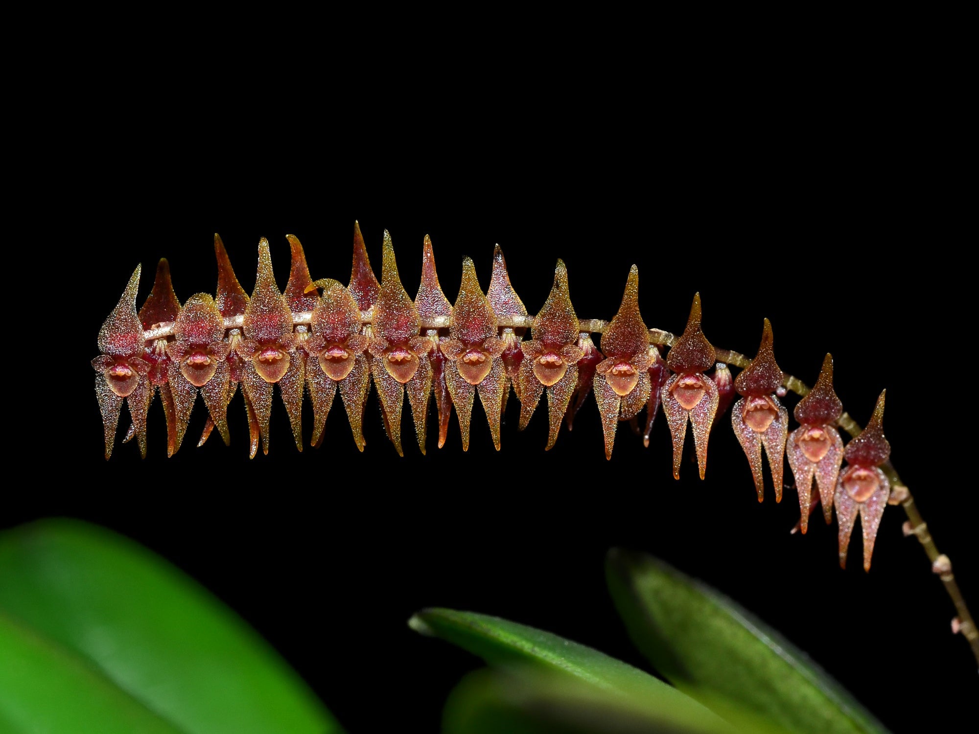 Lepanthopsis acuminata — Ecuagenera Europe GmbH