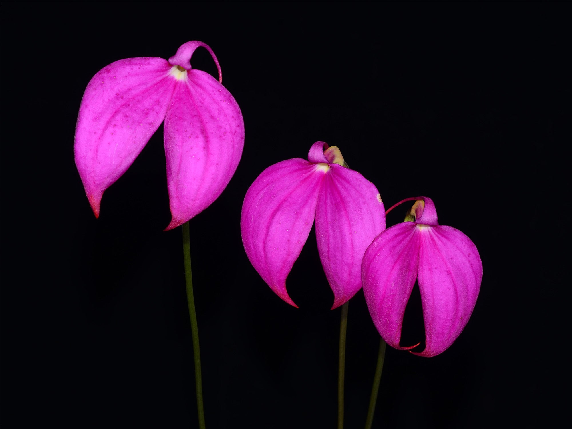 Masdevallia coccinea 'gigi' — Ecuagenera Europe GmbH