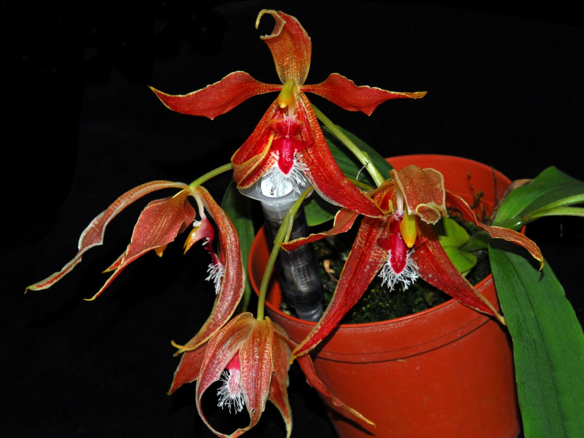 Orchids — Ecuagenera Europe GmbH