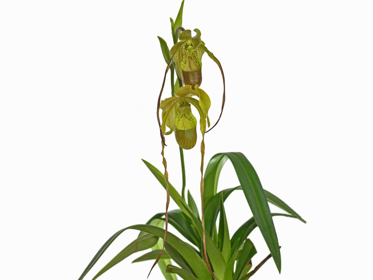 Phragmipedium Grande — Ecuagenera Europe GmbH