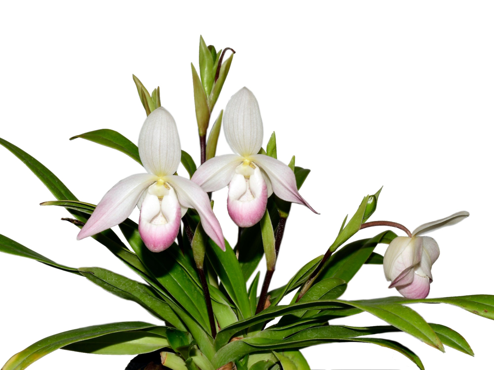 Phragmipedium Prof. Braem — Ecuagenera Europe GmbH