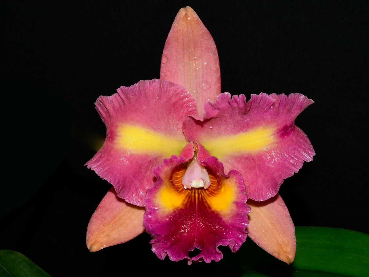 Cattleya (Pot. Perfect Choice "Noble Lady" Bm/joga x Blc. Lawless Frel ...