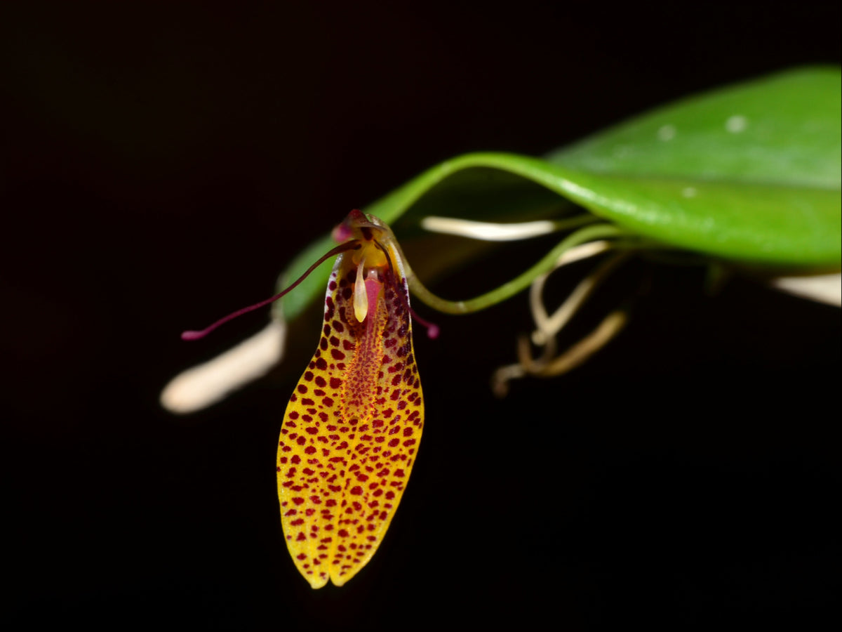 Restrepia citrina — Ecuagenera Europe GmbH