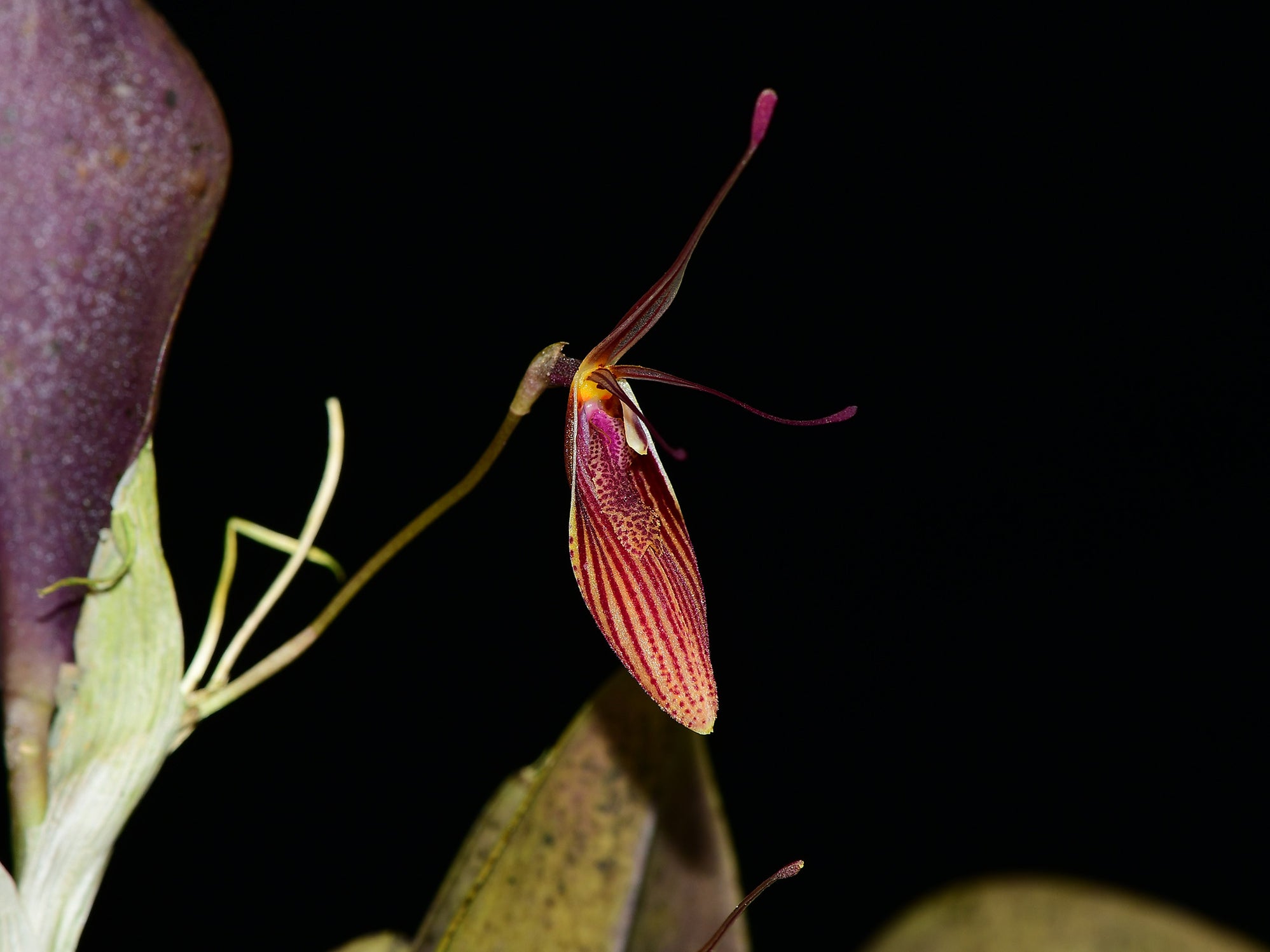 Restrepia — Ecuagenera Europe GmbH