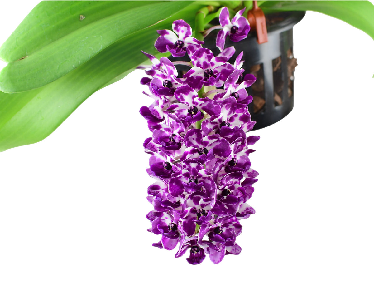 Rhynchostylis gigantea (spots, Pink x Blue) (9 cm Ampeltopf ...