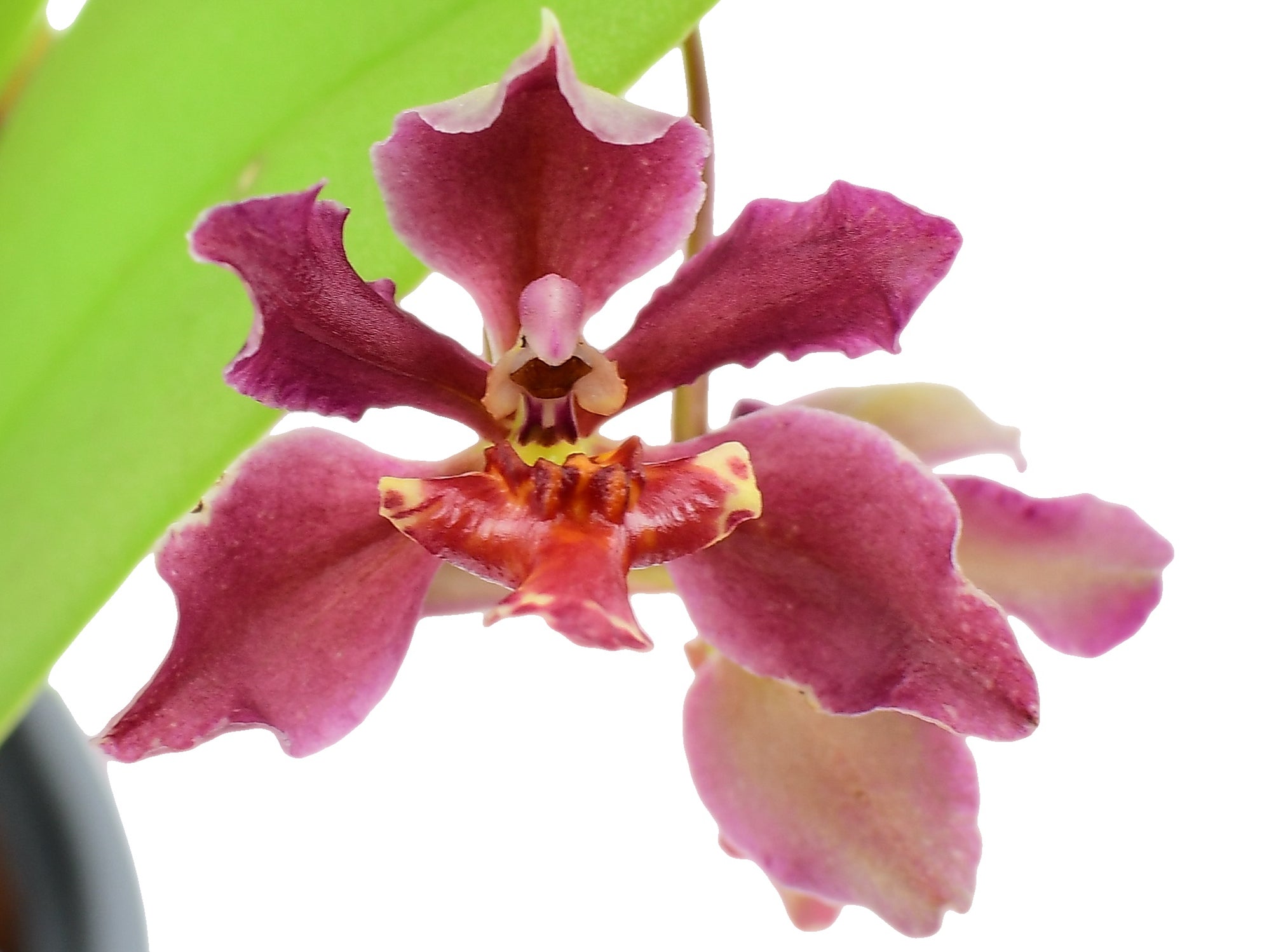 Orchids — Ecuagenera Europe GmbH