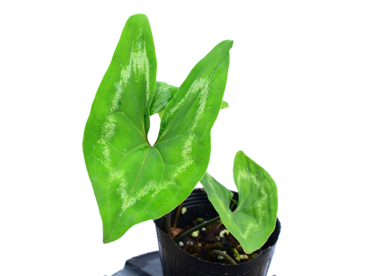 Ulearum donburnsii 'Crown' — Ecuagenera Europe GmbH