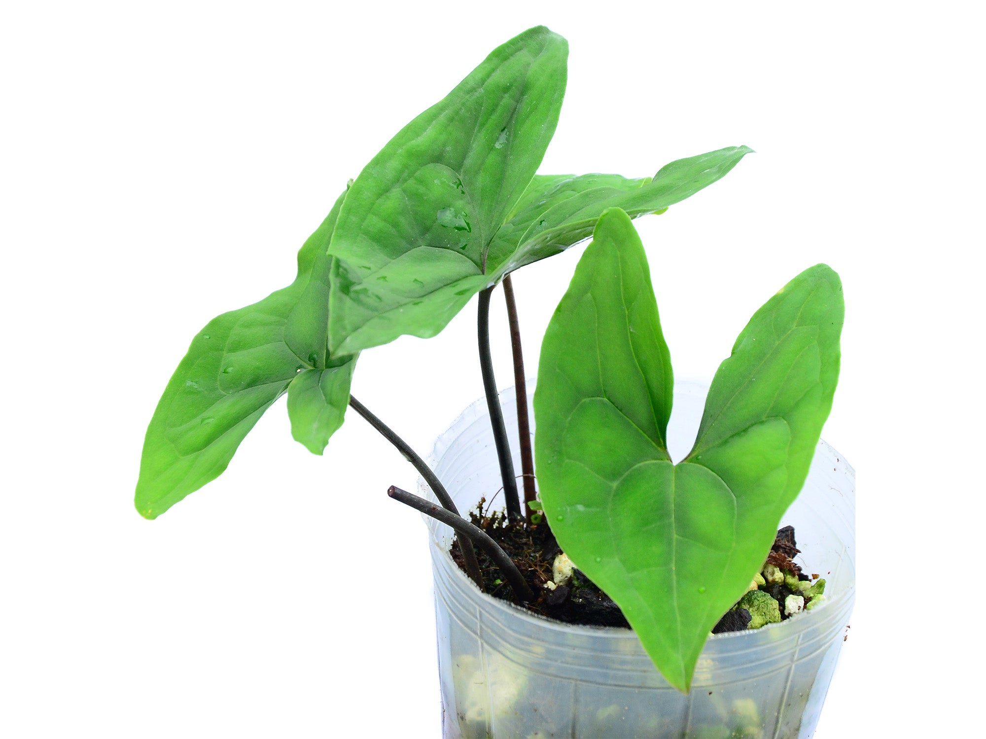 Ulearum donburnsii 'Green Zafire' — Ecuagenera Europe GmbH