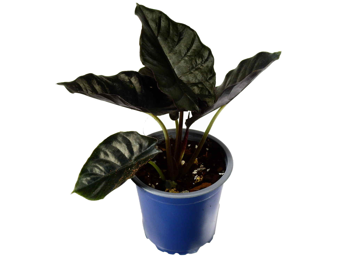 Alocasia infernalis 'Black Magic' — Ecuagenera Europe GmbH