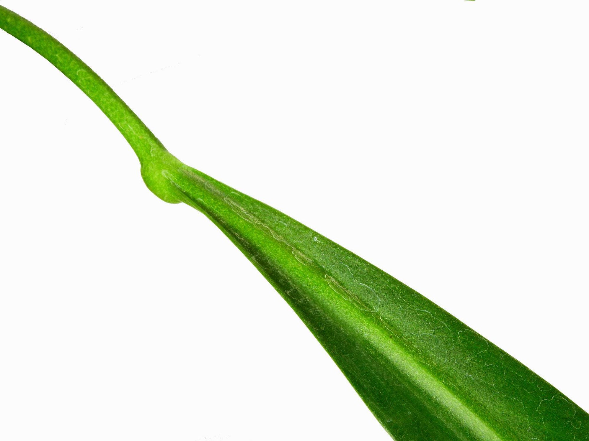 Anthurium Rasta Girl — Ecuagenera Europe GmbH