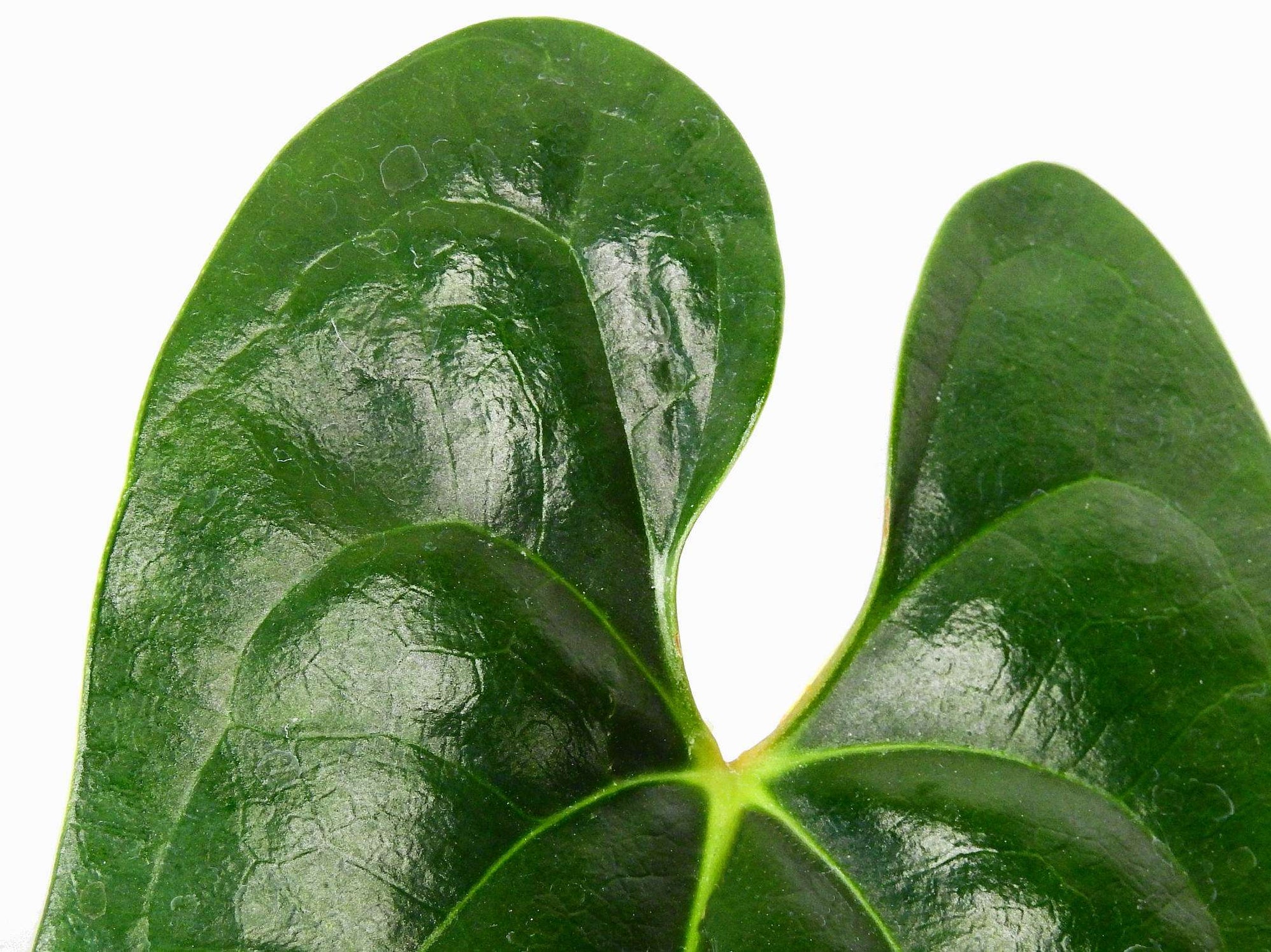 Anthurium Luxury Jungle — Ecuagenera Europe GmbH