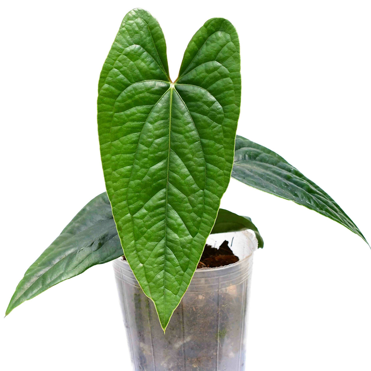 Anthurium Luxury Jungle — Ecuagenera Europe GmbH