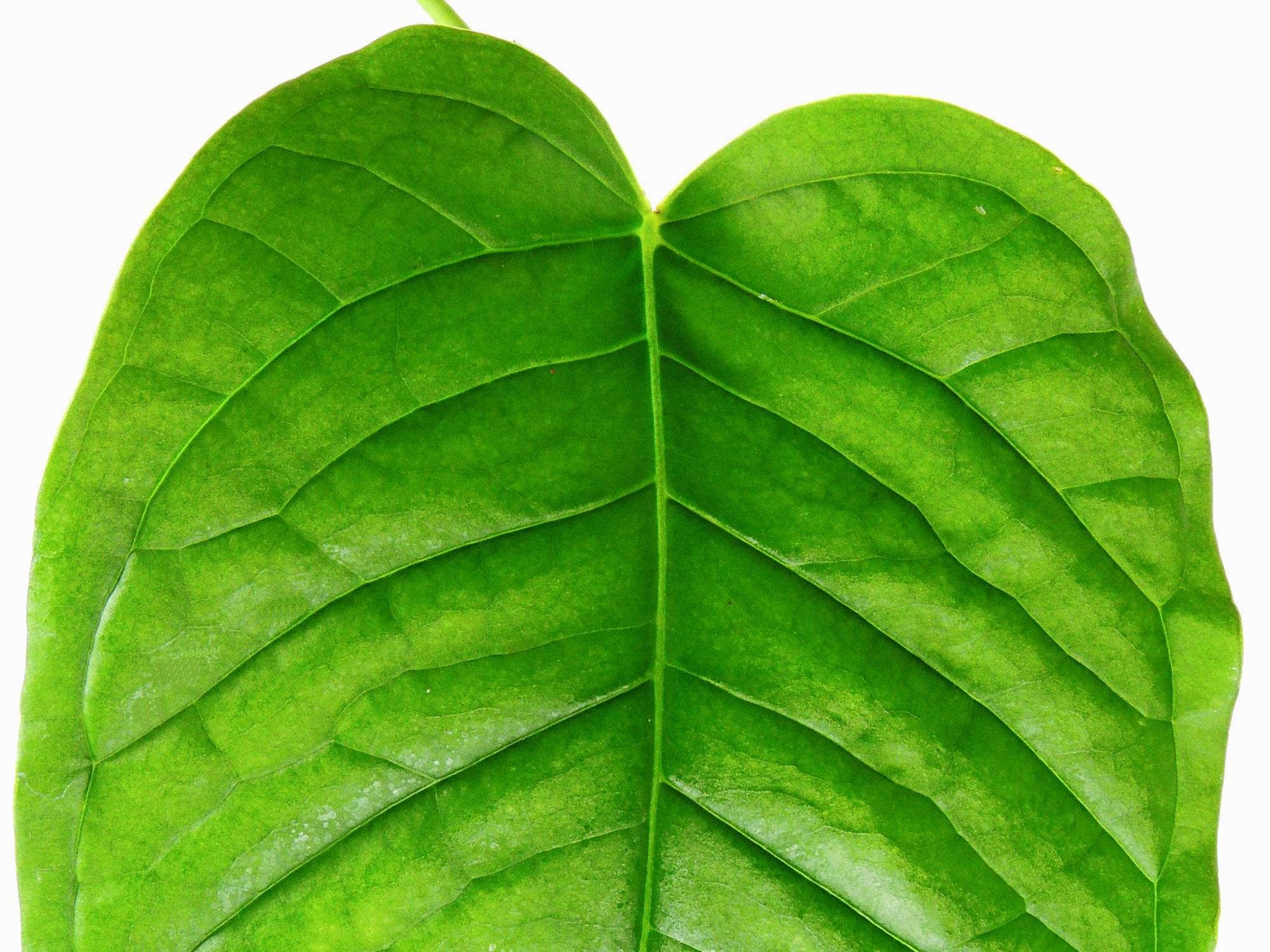 Anthurium lineolatum — Ecuagenera Europe GmbH