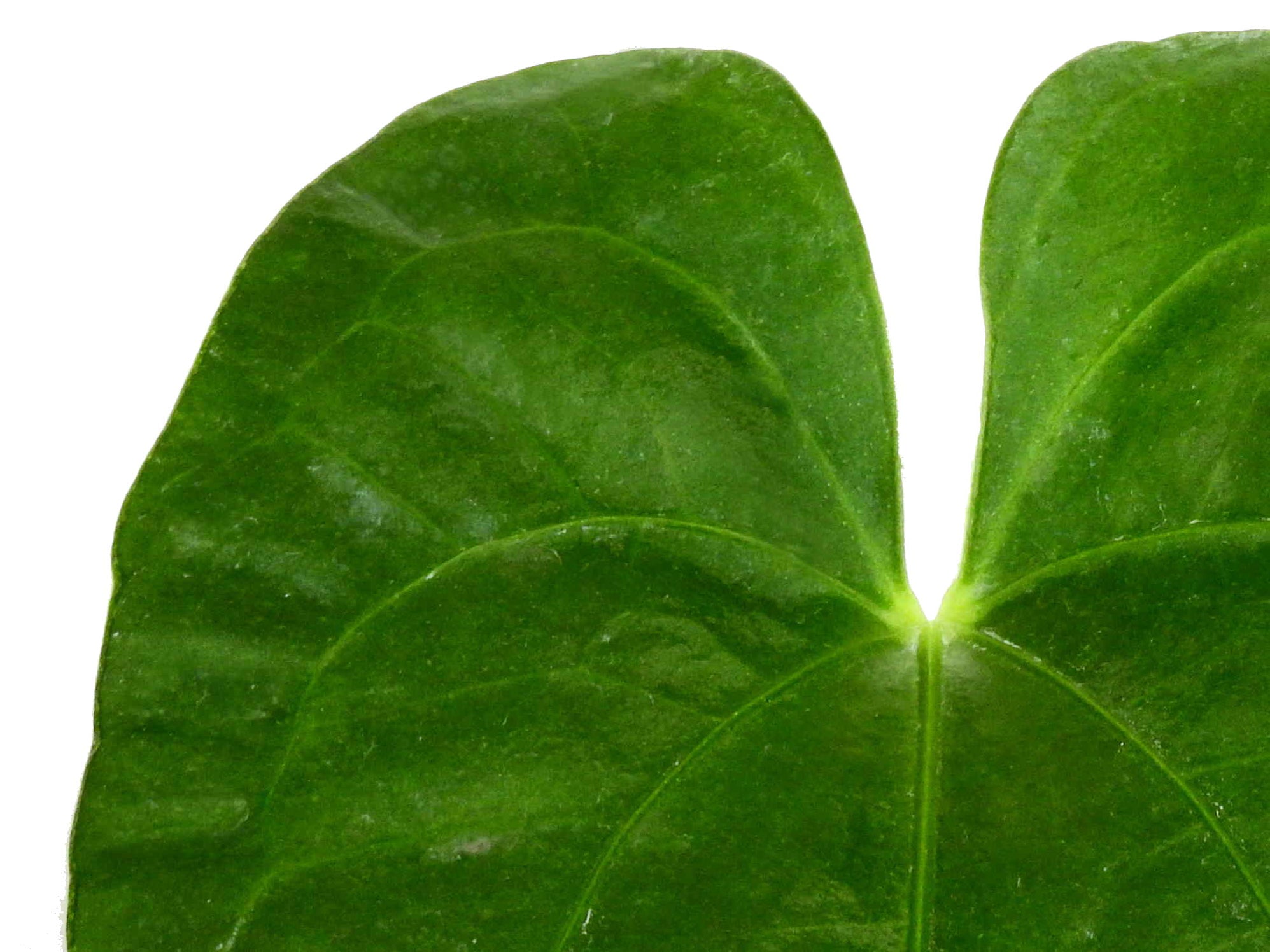 Anthurium magnificum 'Verde' — Ecuagenera Europe GmbH