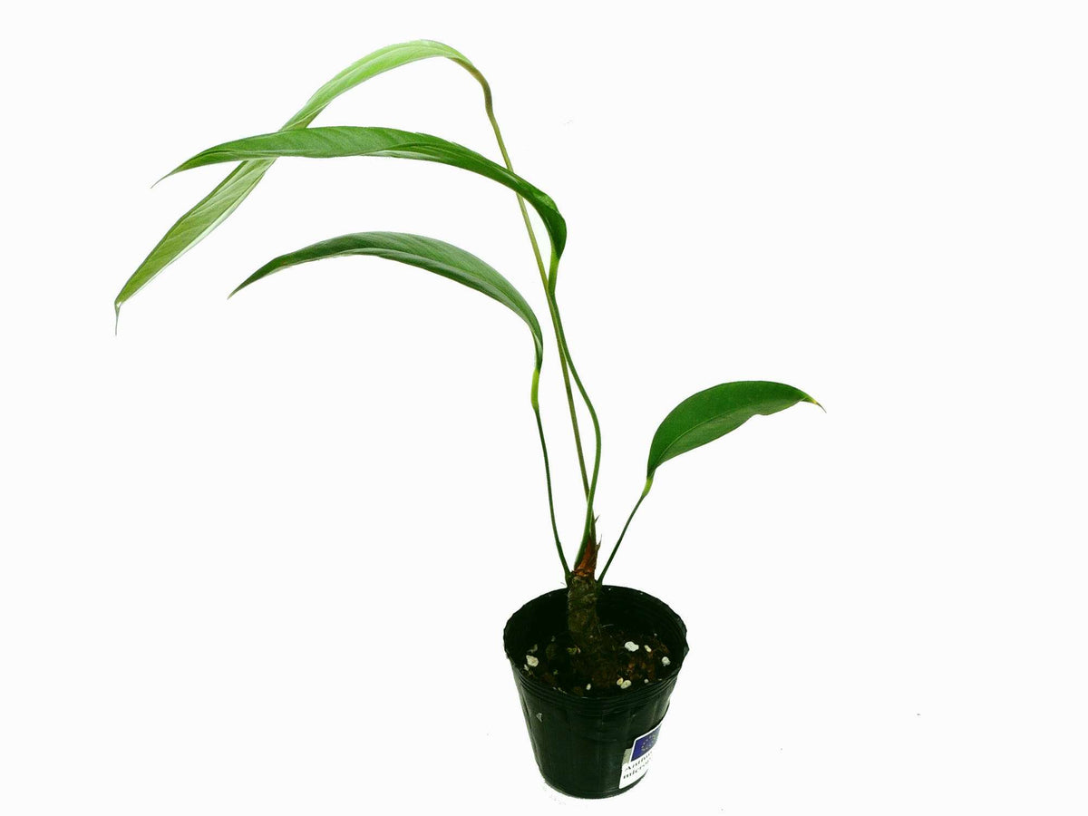 Anthurium microphyllum — Ecuagenera Europe GmbH