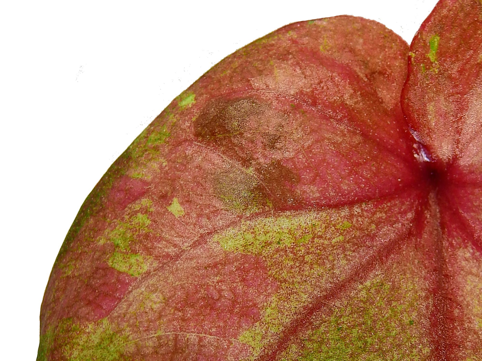 Caladium bicolor 'Peach Red Wine' S (11cm Topf) — Ecuagenera Europe GmbH