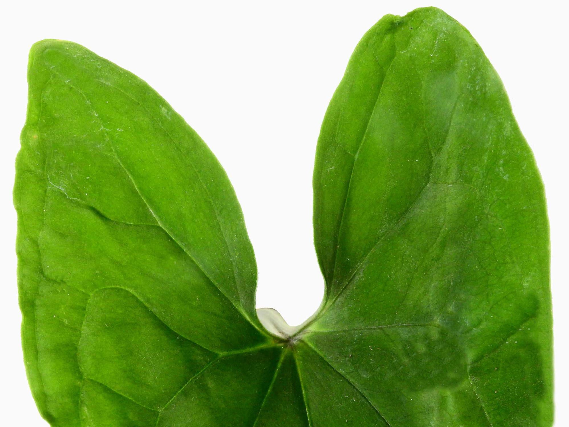 Ulearum donburnsii 'Green Zafire' — Ecuagenera Europe GmbH