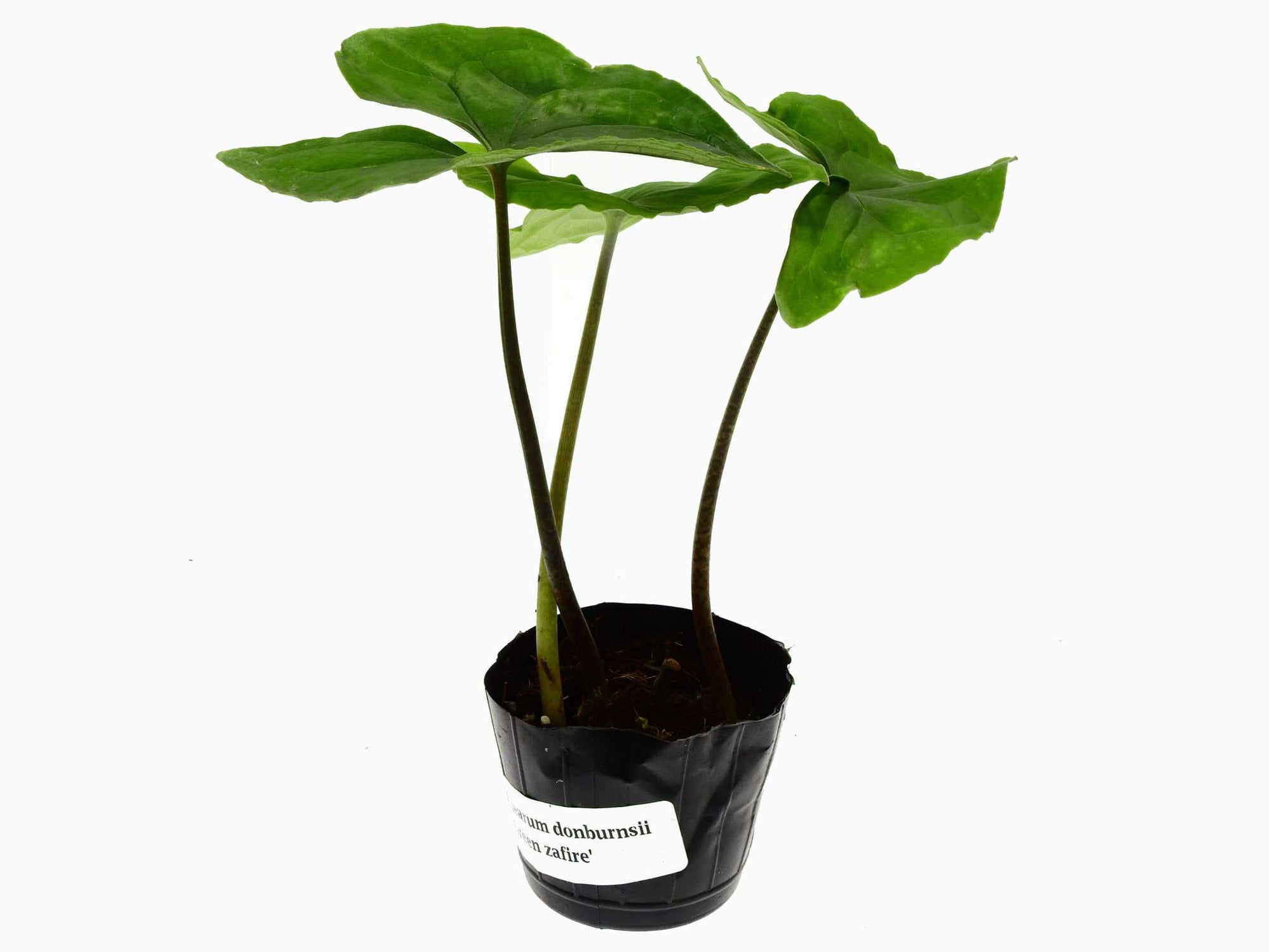 Ulearum donburnsii 'Green Zafire' — Ecuagenera Europe GmbH