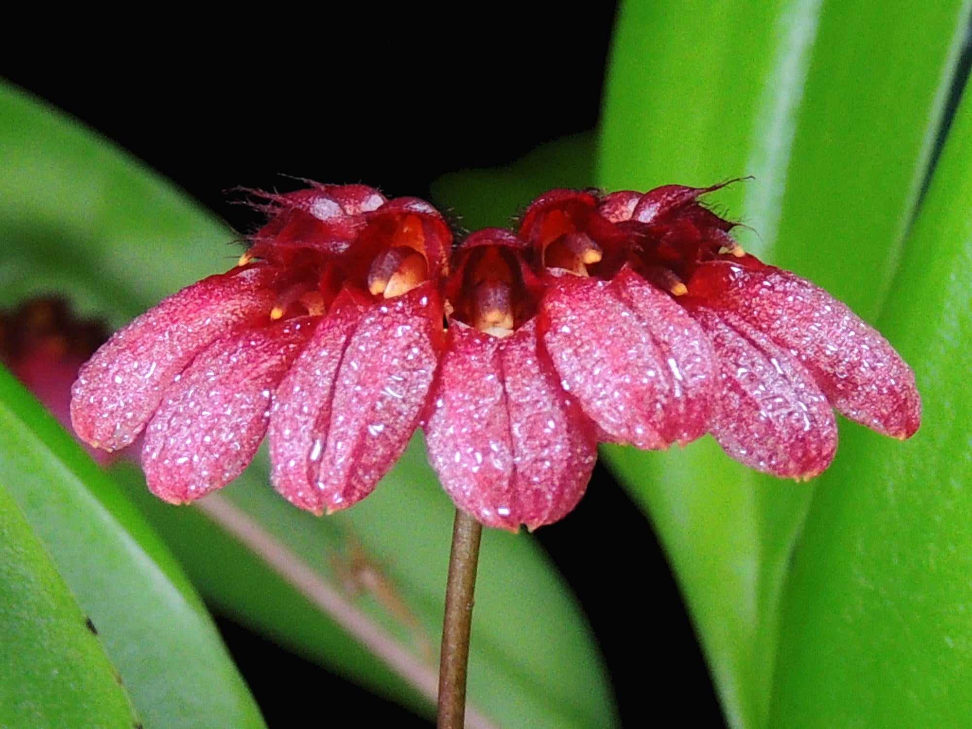 Cirrhopetalum pulchellum — Ecuagenera Europe GmbH