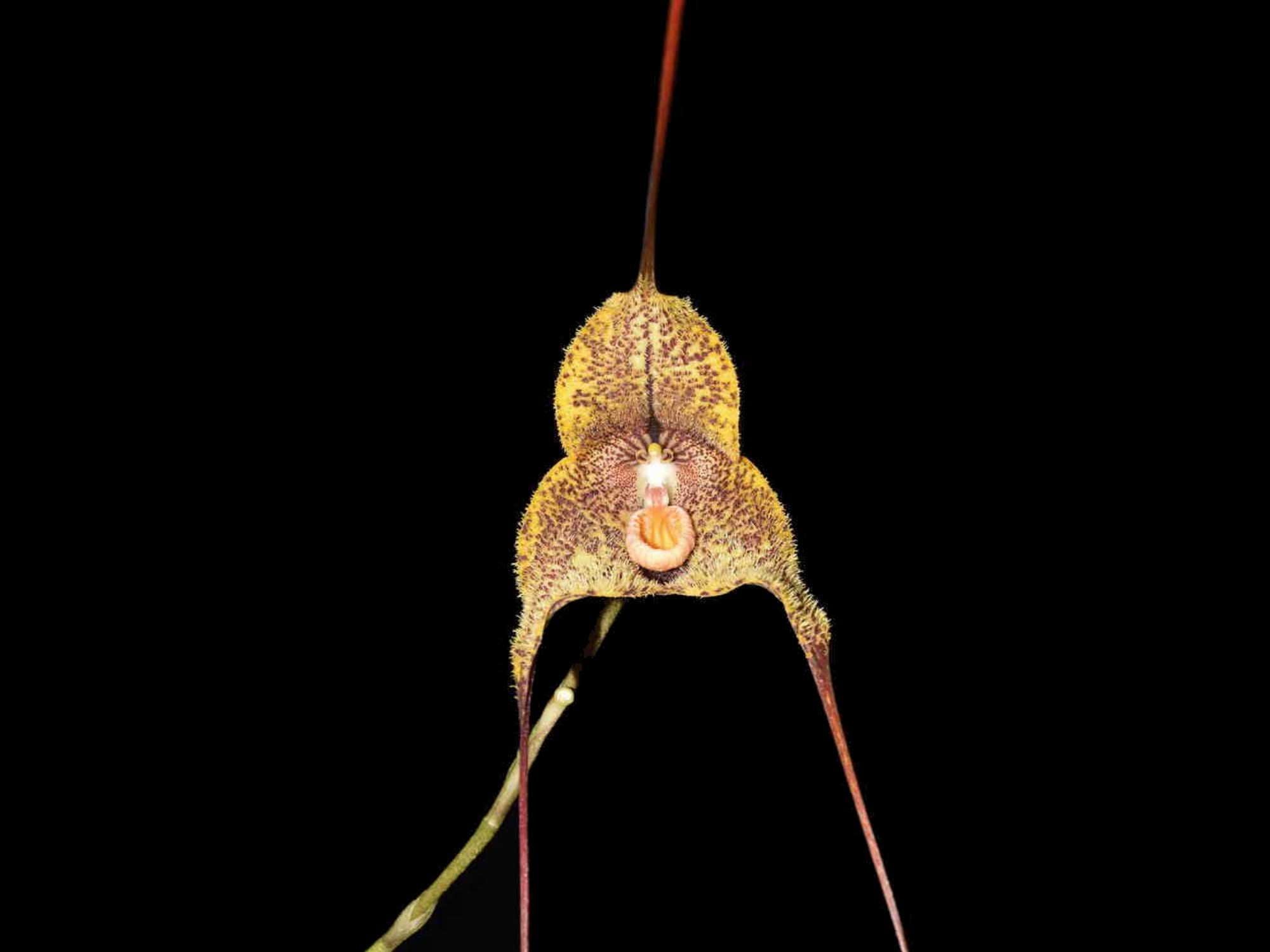 Dracula chiroptera f. yellow (xanthina) — Ecuagenera Europe GmbH