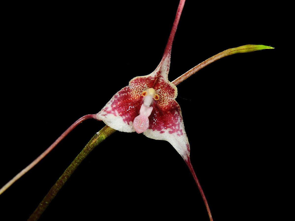 Dracula ripleyana — Ecuagenera Europe GmbH