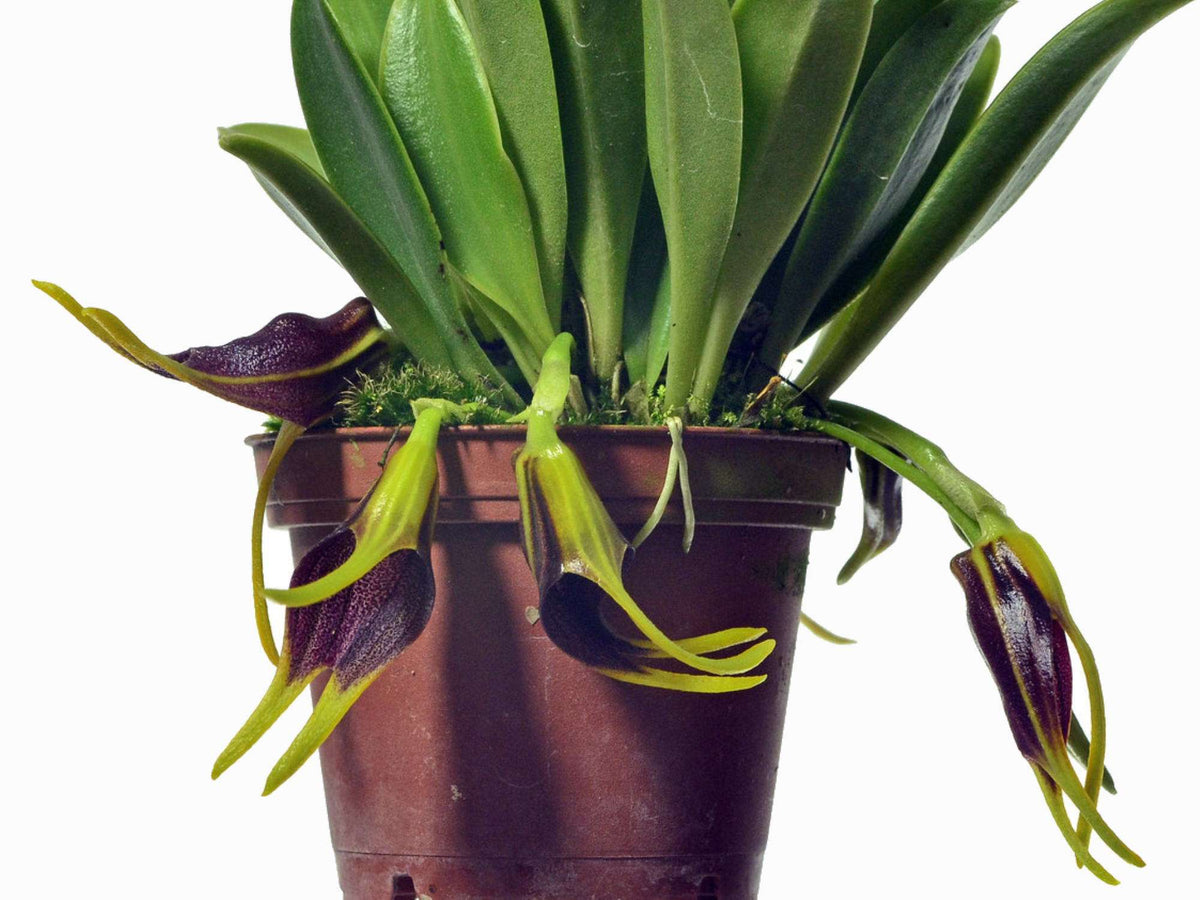 Masdevallia descendens — Ecuagenera Europe GmbH