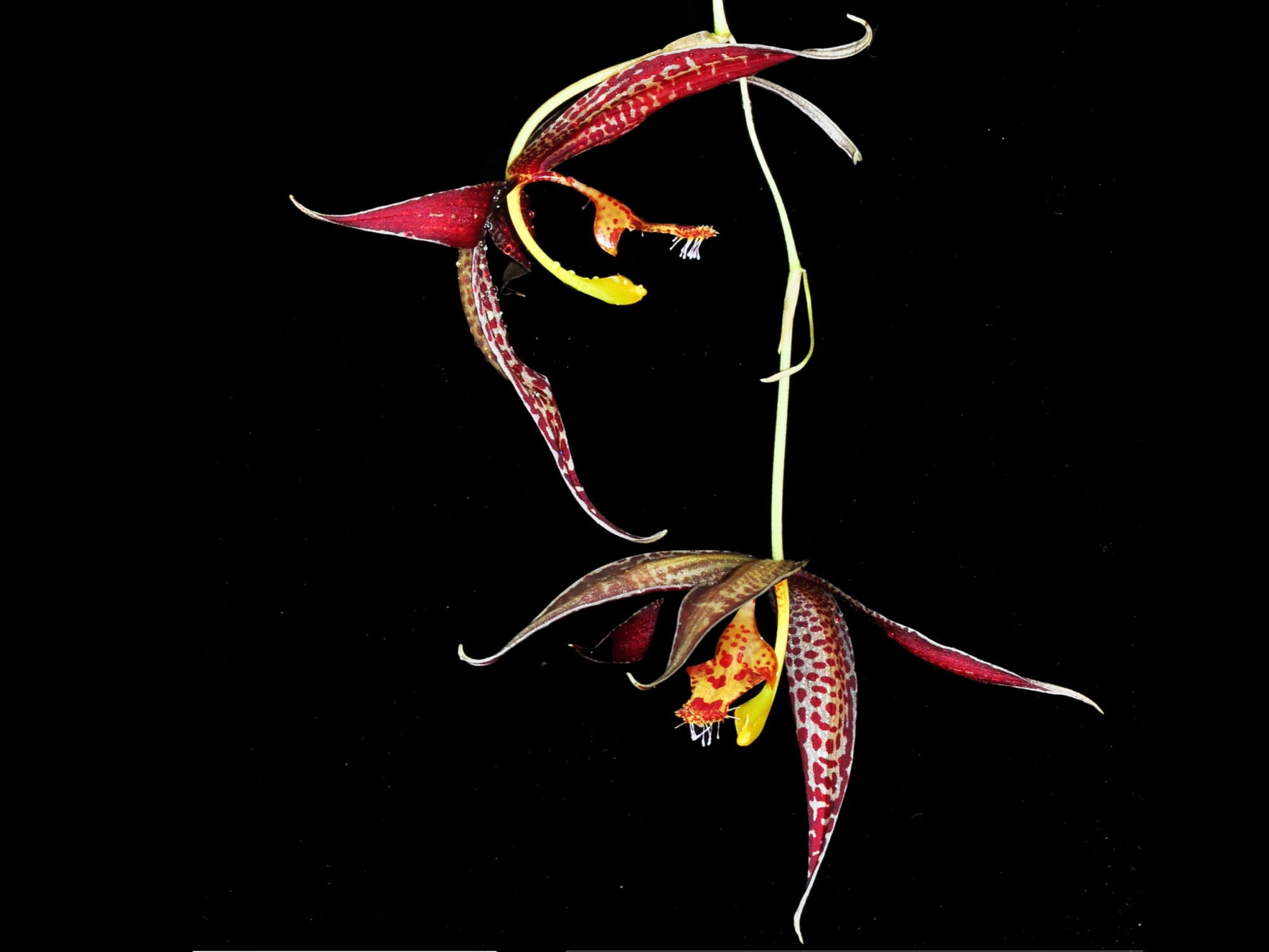 Orchids — Ecuagenera Europe GmbH