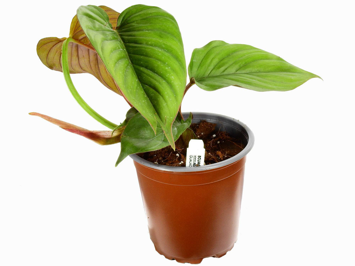 Philodendron ernestii 'Red' — Ecuagenera Europe GmbH