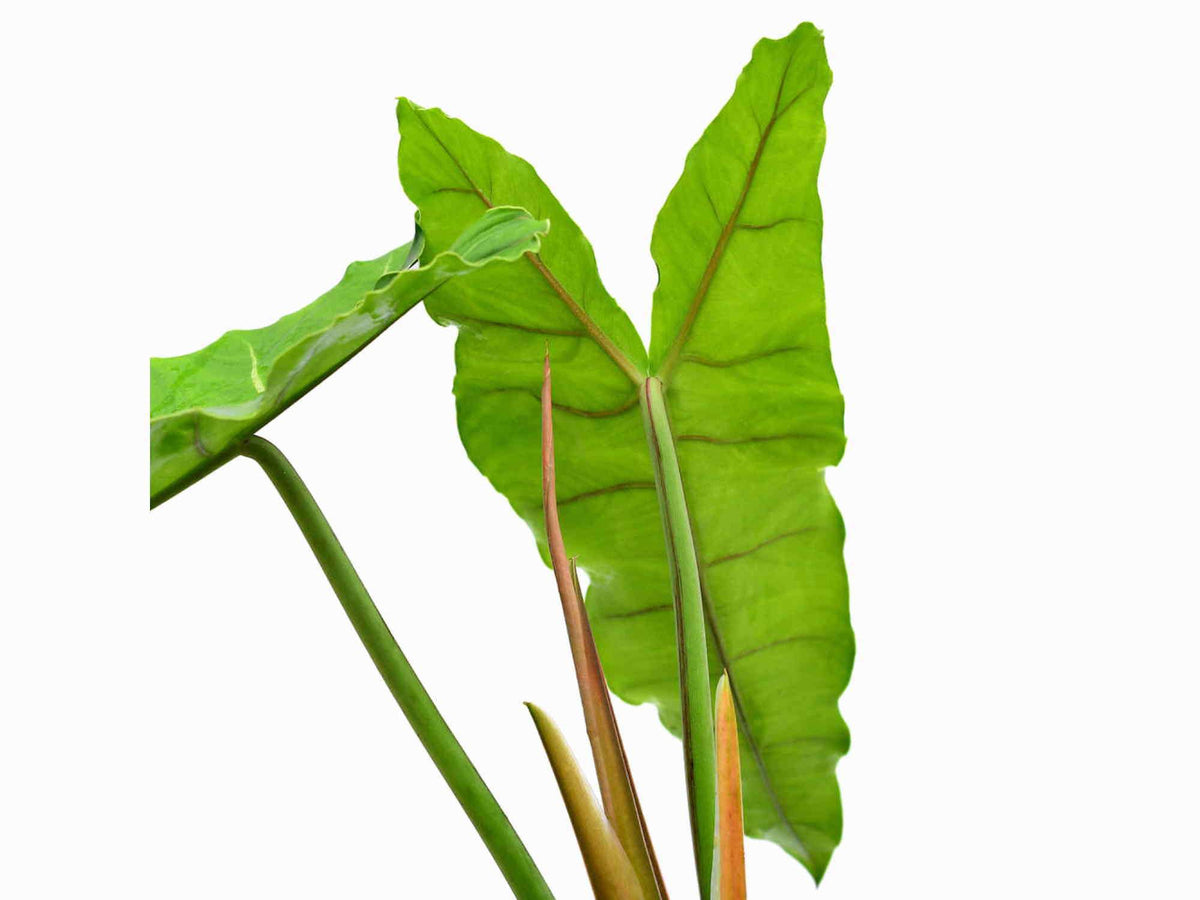 Philodendron maximum 'Ecuagenera' — Ecuagenera Europe GmbH