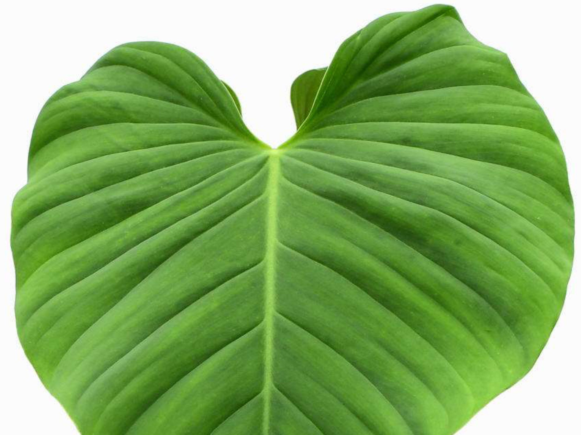 Philodendron roseocataphyllum — Ecuagenera Europe GmbH