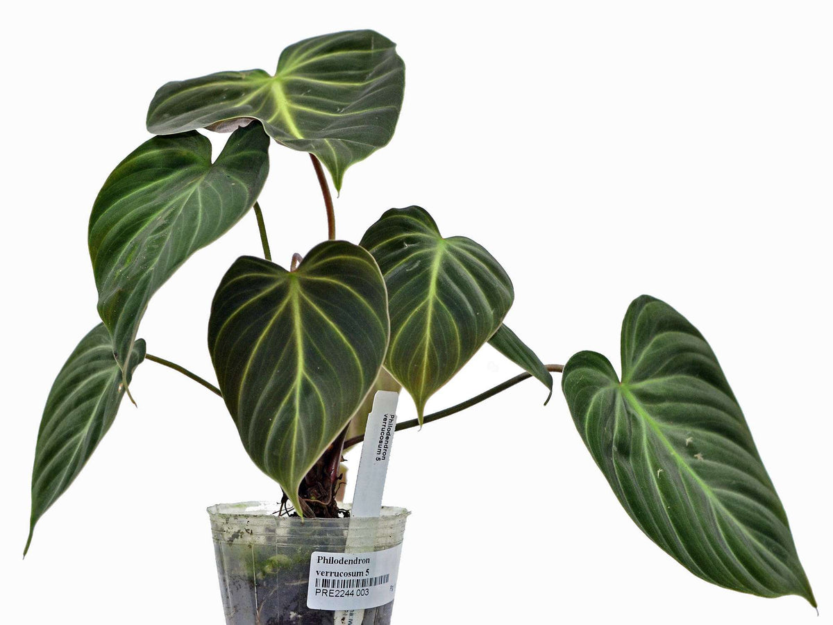 Philodendron rubrijuvenile (aka Philodendron Choco Red) — Ecuagenera ...