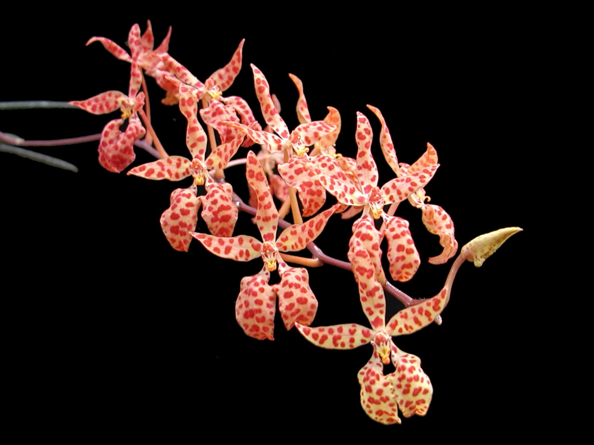 Renanthera monachica — Ecuagenera Europe GmbH