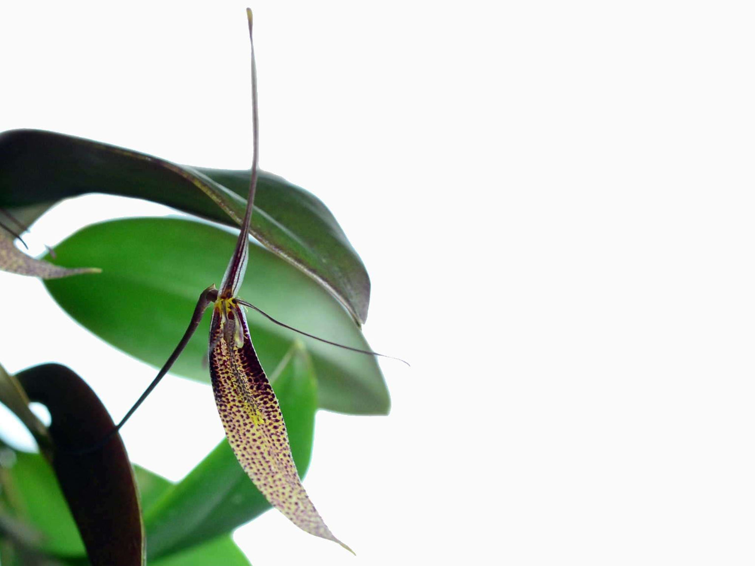 Restrepia — Ecuagenera Europe GmbH