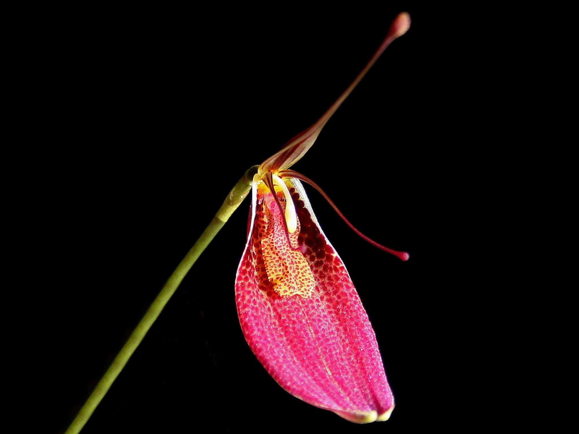 Restrepia ephippium — Ecuagenera Europe GmbH
