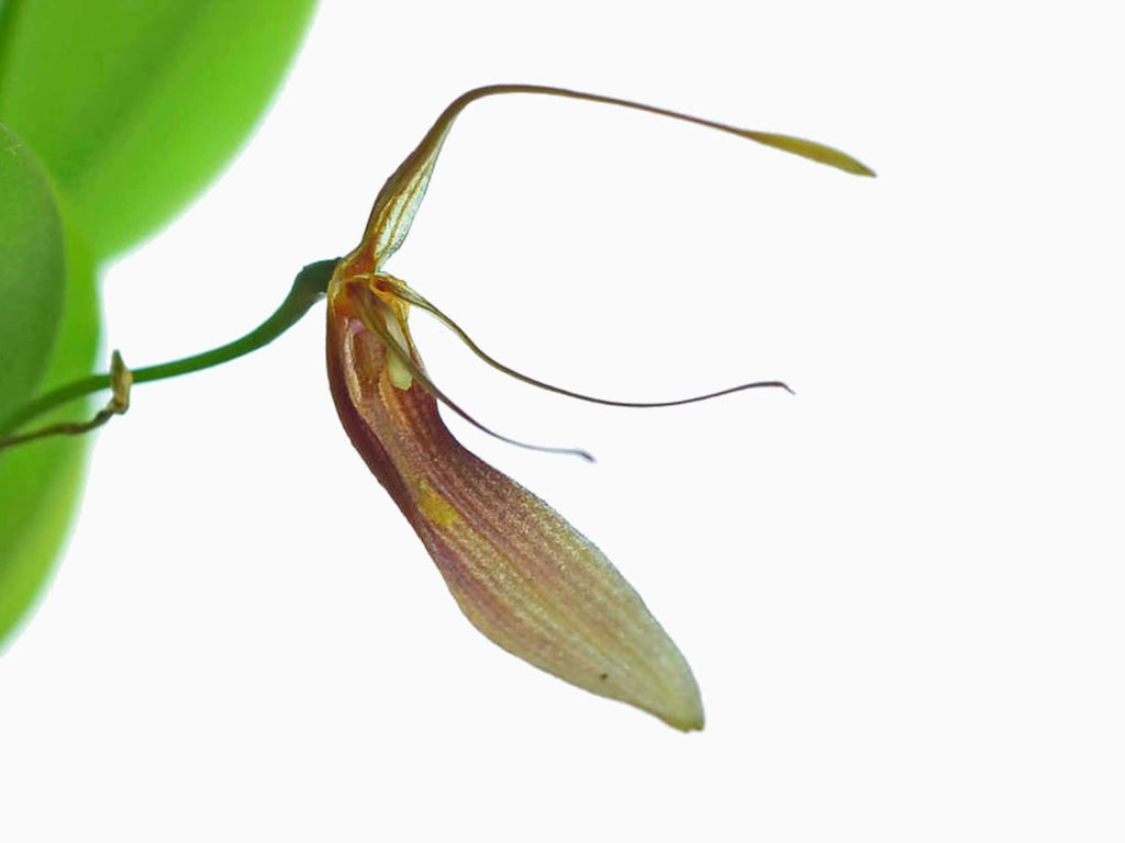 Restrepia — Ecuagenera Europe GmbH